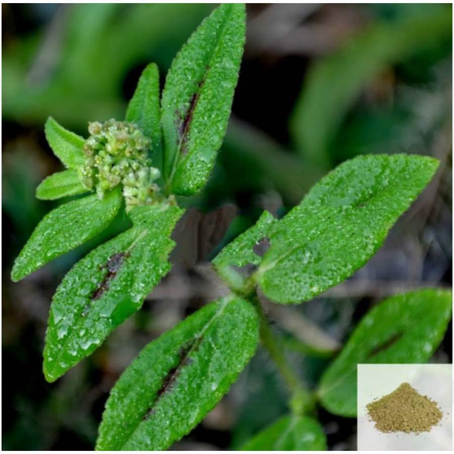 MSK Traders Snake Weed Powder - 50 GM | Natural Herbal Detox & Wellness ...