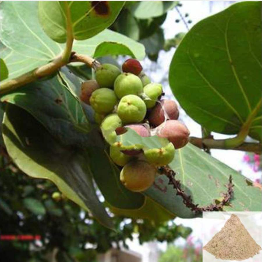 MSK Traders Sacred Fig Seed Powder - 50 GM | Herbal Supplement for ...